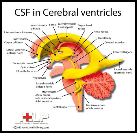 Csf In Cerebral Ventricles Brain Anatomy Medical Anatomy Human
