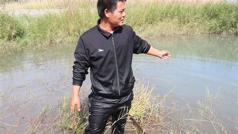 老四赶海抓不到鱼来芦苇荡搞野，发现河鱼游动直接插晕，太猛了 Youtube