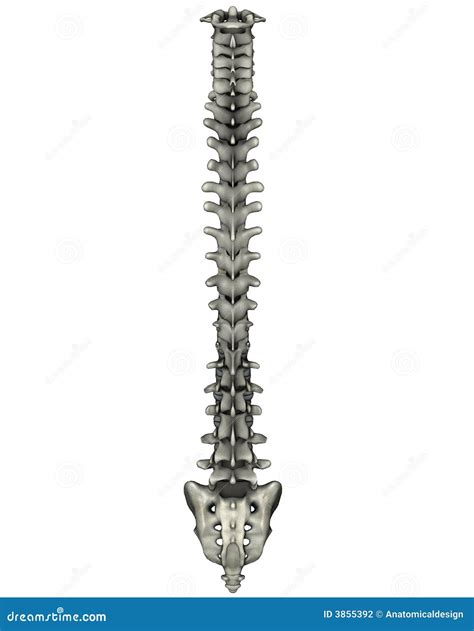 Human Posterior Oblique Spine Stock Illustration