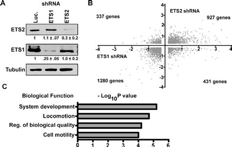 Figure 1 From Interaction With Zmynd11 Mediates Opposing Roles Of Ras