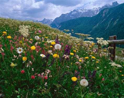 Flowers In Swiss Alps At Hilda Lefebre Blog