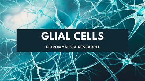 Understanding Glial Cells In Fibromyalgia Support Fibromyalgia