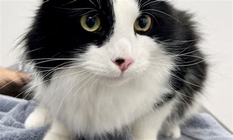Cat With Thorn Stuck In Eye Gets Emergency Surgery