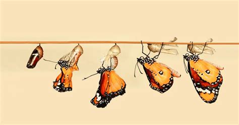 What Is Macroevolution In Anthropology Anthroholic