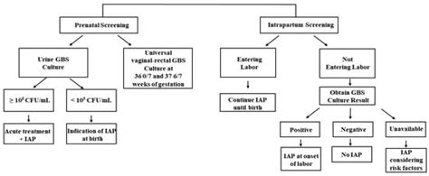 Updates On Group B Streptococcus Infection In The Field Of Obstetrics