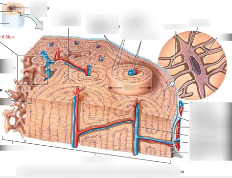 Chapter The Skeletal System Bone Tissue Diagram Quizlet