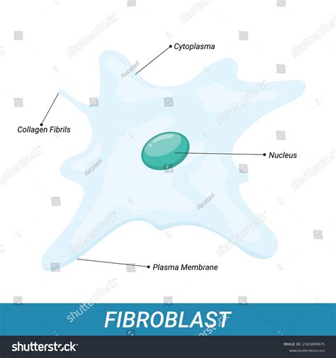 Structure Human Fibroblast Cell Stock Vector Royalty Free 2183849875 Shutterstock