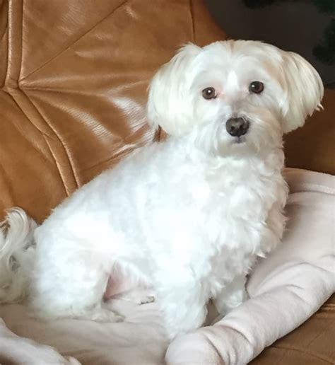 Le Bichon Maltais LÉlégance En Toute Légèreté