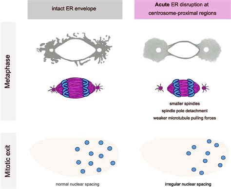 Endoplasmic Reticulum Membranes Are Continuously Required To Maintain Mitotic Spindle Size And