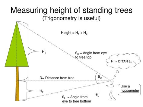 How To Measure A Tree Using Trigonometry At Zachary Mustar Blog