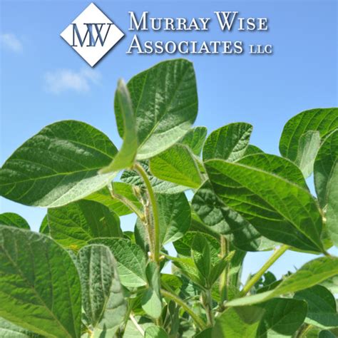 Stream Murray Wise Associates Music Listen To Songs Albums