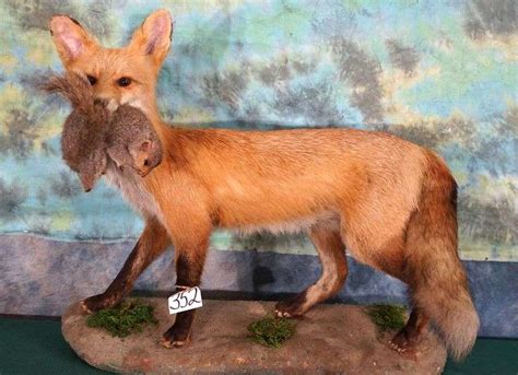 Full Body Red Fox With Squirrel In Habitat Taxidermy Mounts Leap Auctions Llc