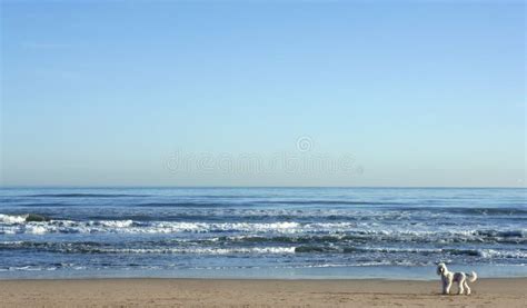 Big White Poodle In A Huge Beach Landscape Stock Image Image Of Hairy