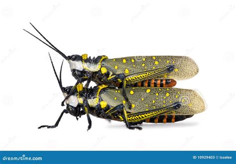 Male And Female Malaysian Locust Having Sex Stock Image Image Of Side Spotted 10929403