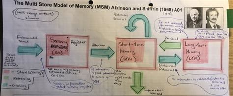P The Multi Store Model Of Memory MSM Flashcards Quizlet