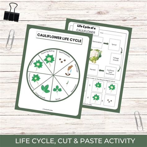 Cauliflower Life Cycle Diagram Vegetable Cut Paste Matching Activity