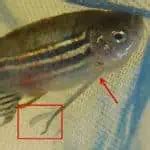 Anchor Worm Pond Treatment 7 Steps Pond Informer