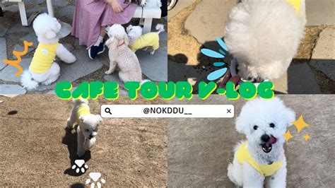 강아지 일상 Vlog 카페가는 멋쟁이 강아지 카페 브이로그 강아지의 하루 애견동반 카페 미밍코 반려견 동반 카페투어 데이트 코스 추천