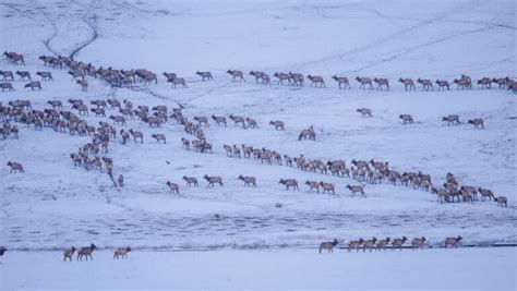 This Forest In The Us Hosts The Largest Elk Migration Animals