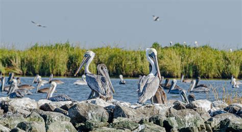 Flood Zone Determination Jefferson Parish La