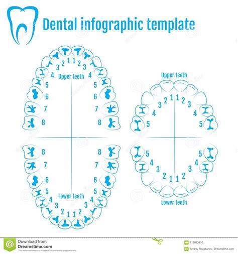 Primary Teeth Numbering Artofit