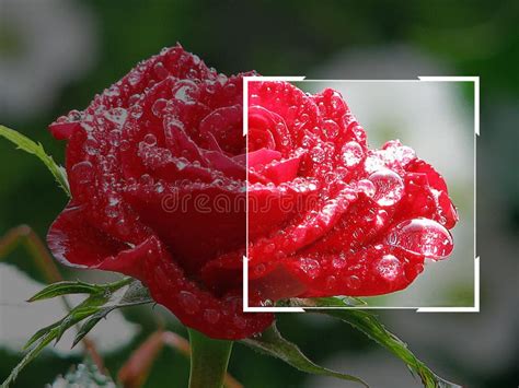 Photoshop Tools Editing Suite Tool Crop Marquee Rectangular Adjust Lighting Contrast Flower