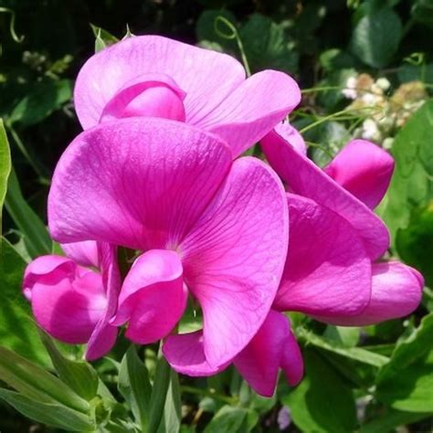 Everlasting Pea Seeds Flower Seeds In Packets And Bulk Eden Brothers