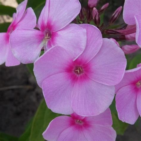 Флокс метельчатый 'Сиреневый Туман'. (Phlox paniculata 'Sirenevyi Tuman ...