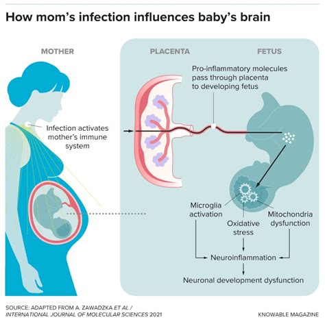 Sex Immunity And The Brain Big Think