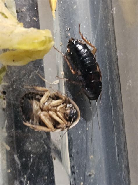 Here Are Some Better Picks Of The Cockroach The First Slide Is A Young