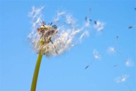 10 Common Asthma Triggers