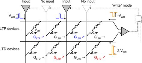 Modified Stdp As Represented In 57 Download Scientific Diagram