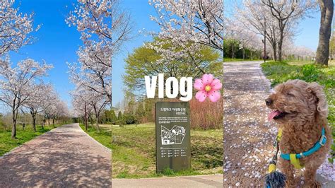 Vlog 2024 반려견과 벚꽃나들이🌸 드림파크 야생화단지 Youtube