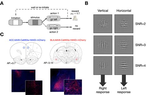 schematic of the experimental paradigm visual stimuli download