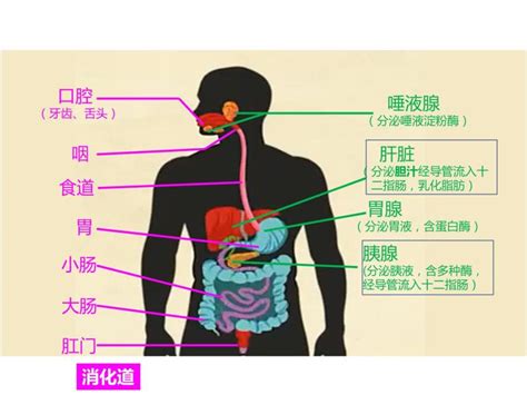 人教版 新课标七年级下册第二节 消化和吸收图文ppt课件 教习网课件下载