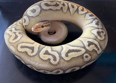 Python Regius Ballpython Mojave Female Kameleon