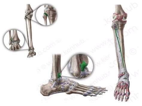 Ankle And Tibiofibular Jointpptx