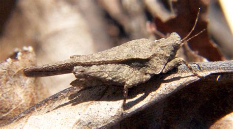 Tetrigidae Pygmy Grasshopper
