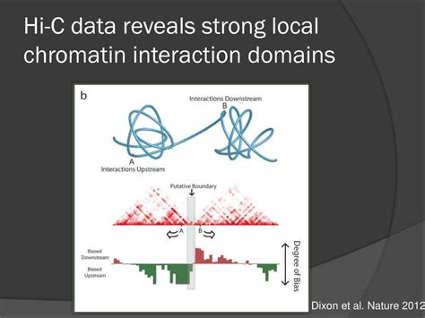 Ppt Analysis Of Higher Order Chromatin Structure Powerpoint