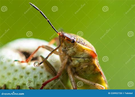 Close Up Colourful Funny Shield Bug Or Stink Bug On Dandelion With A