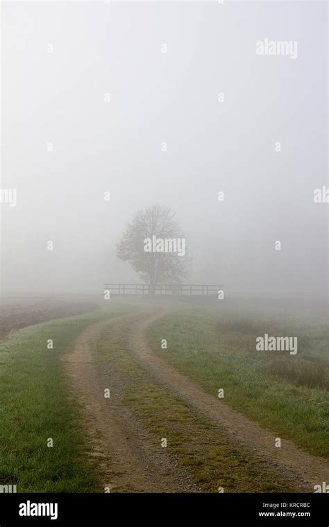 Path With Trees In The Fog Stock Photo Alamy