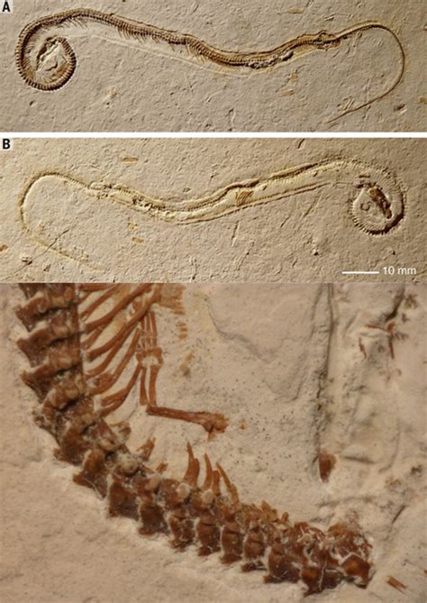 Serpent Research A Four Legged Fossil Snake Discovered And A Growing