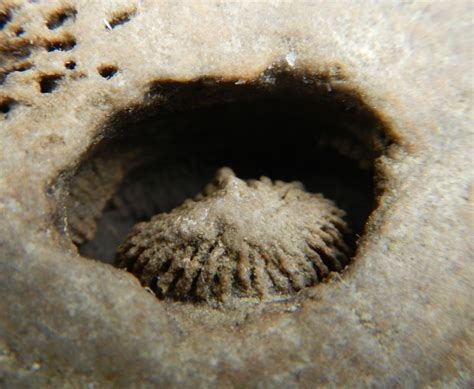 Fossil 2 Member Collections The Fossil Forum