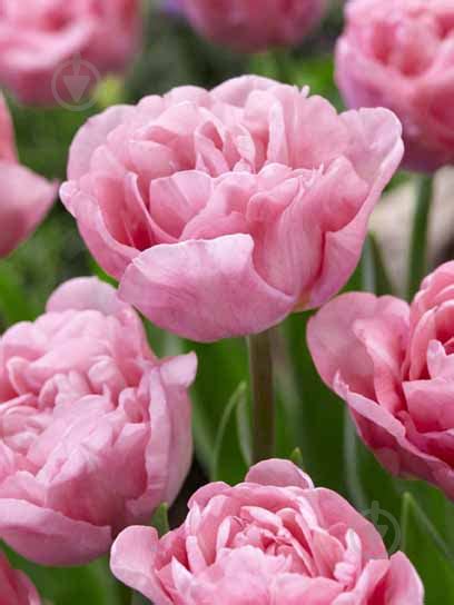 ᐉ Луковица тюльпана махрового раннего Мираж 3 шт • Купить в Киеве Украине • Лучшая цена в Эпицентр