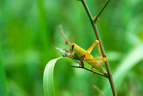 Grasshopper Insect Bug Free Photo On Pixabay
