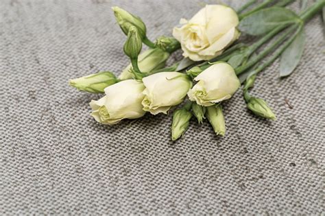 텍스트 또는 축하를위한 복사 공간이있는 천연 식탁보에 신선한 흰색 꽃 Eustoma 작은 날싹 0명에 대한 스톡 사진 및 기타 이미지 Istock