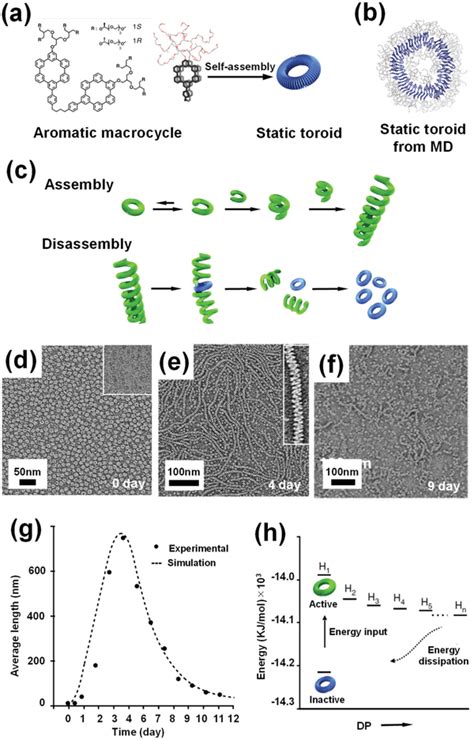 A Molecular Structure Of The Aromatic Macrocycle And Schematic