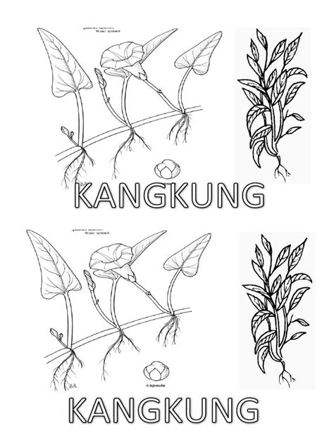 Gambar Kangkung Pdf