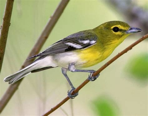 Fnr25250 Birds Week 4 Flashcards Quizlet