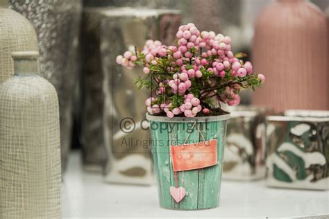 Цэцгийн сав